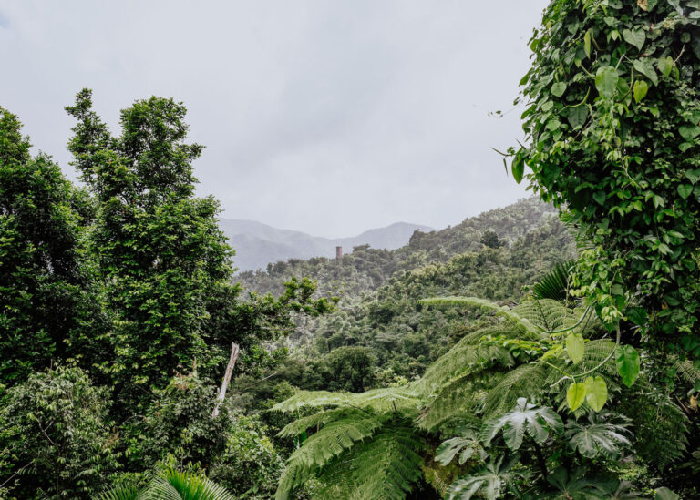 Visiting El Yunque National Forest: Everything You Need To Know ...