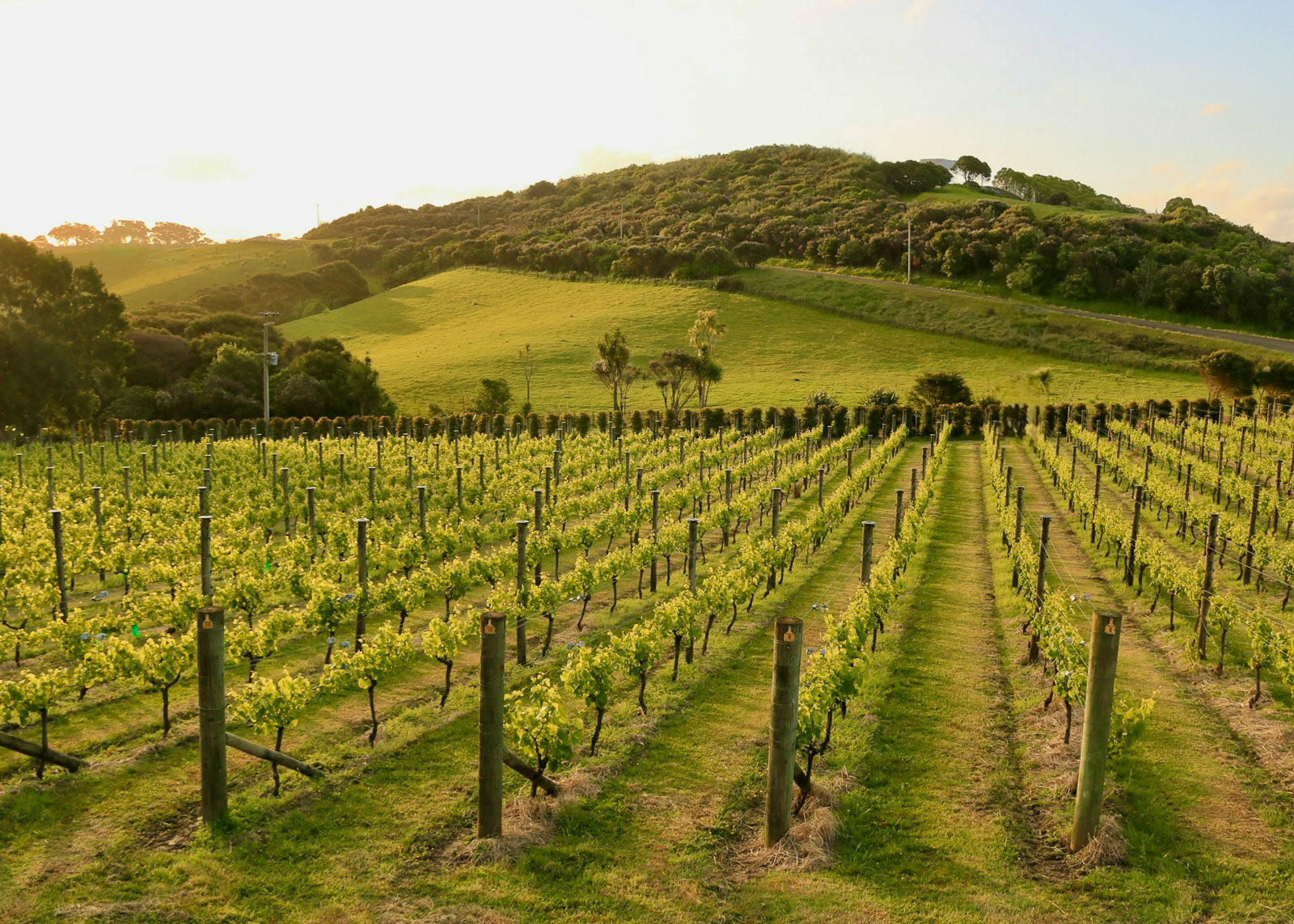 17 Souvenirs From New Zealand to Remember Your Trip By | Pommie Travels