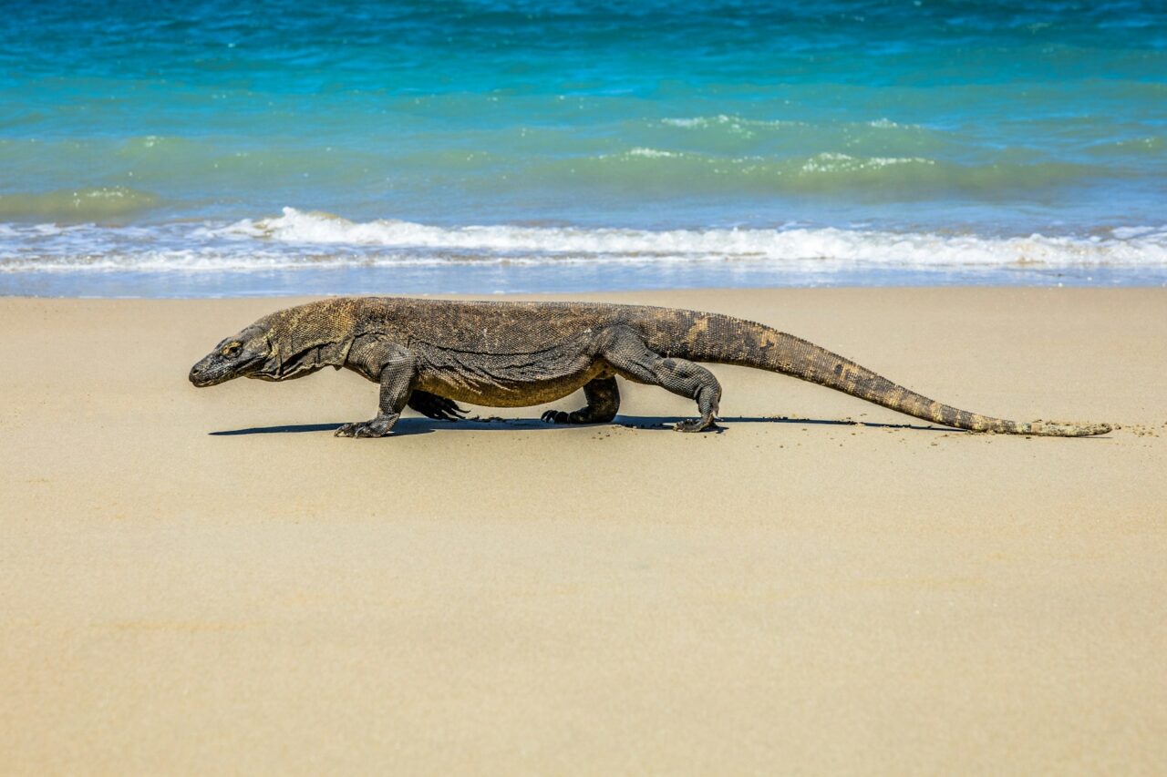Everything You Need to Know Before Visiting Komodo Island | Pommie Travels