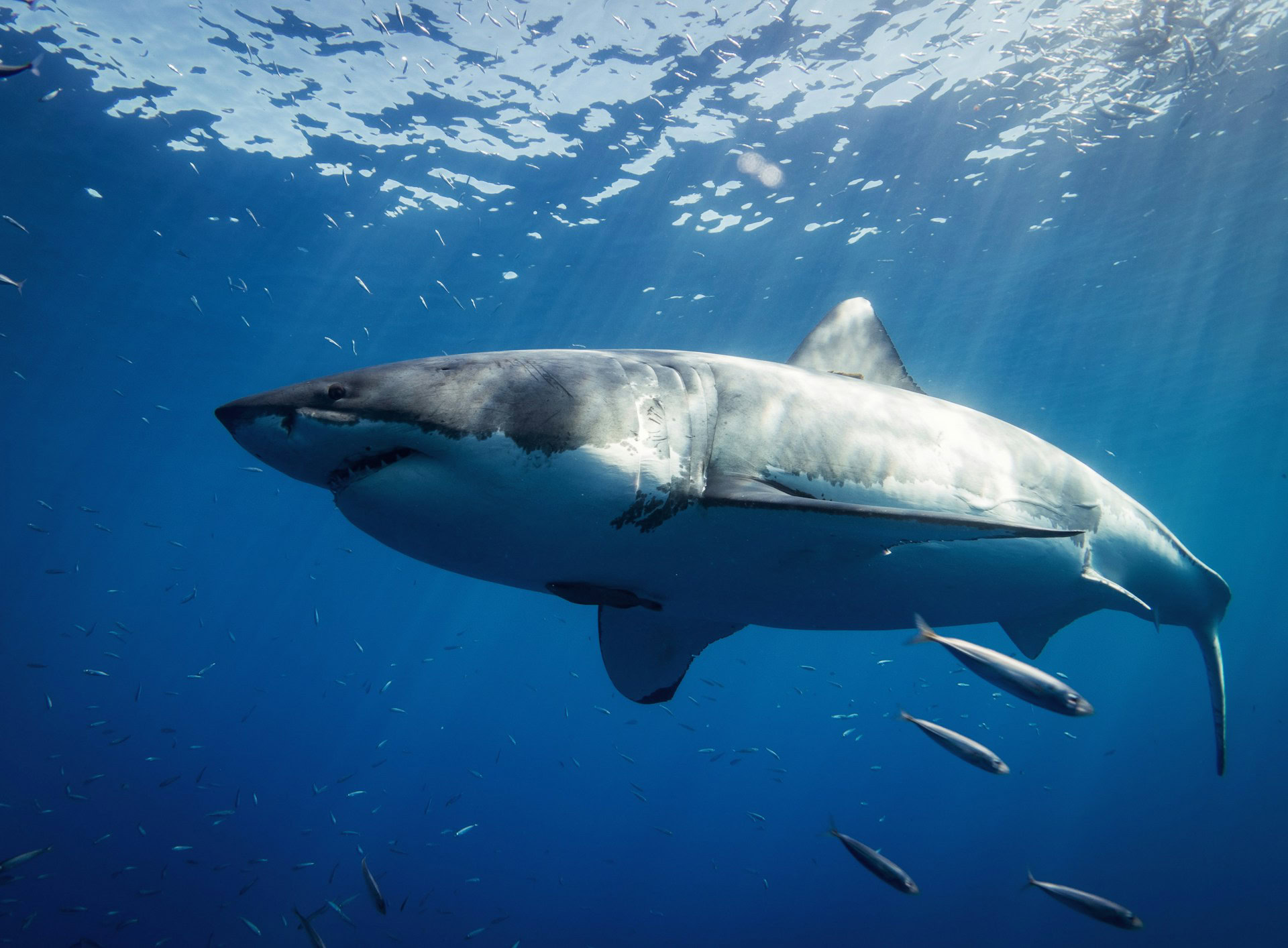 Top Reasons to Experience Shark Cage Diving for an Unforgettable ...